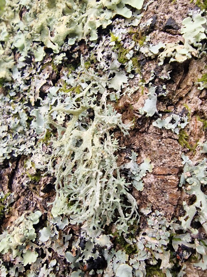 Oakmoss from Woolbeding Common, Midhurst GU29 9RR on September 8, 2023 ...