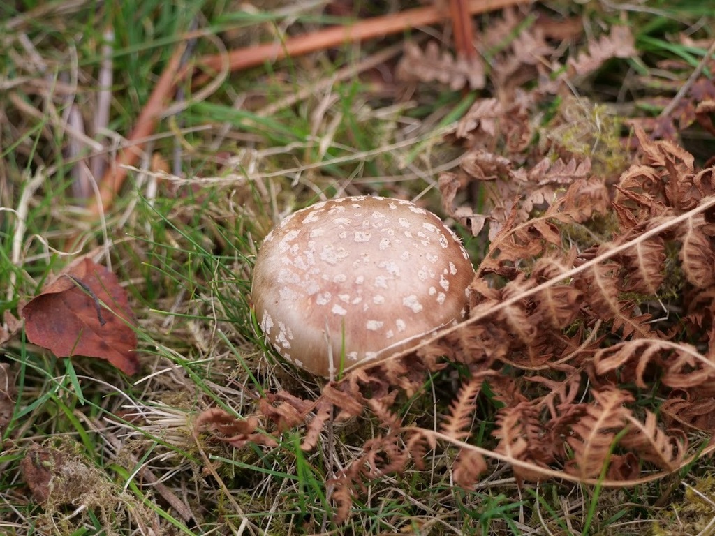 blusher from Woolbeding Common, Midhurst GU29 9RR on September 8, 2023 ...