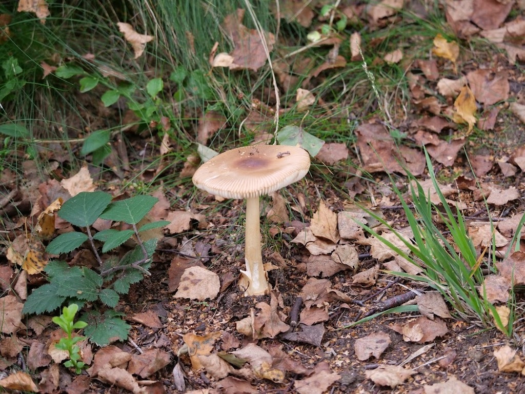 Tawny Grisette from Woolbeding Common, Midhurst GU29 9RR on September 8 ...