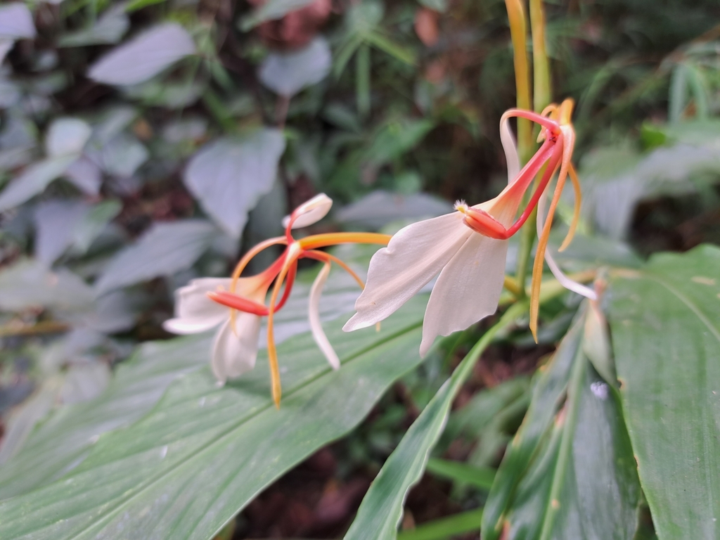 Spiked Ginger Lily from 44709, Nepal on September 10, 2023 at 10:51 AM ...