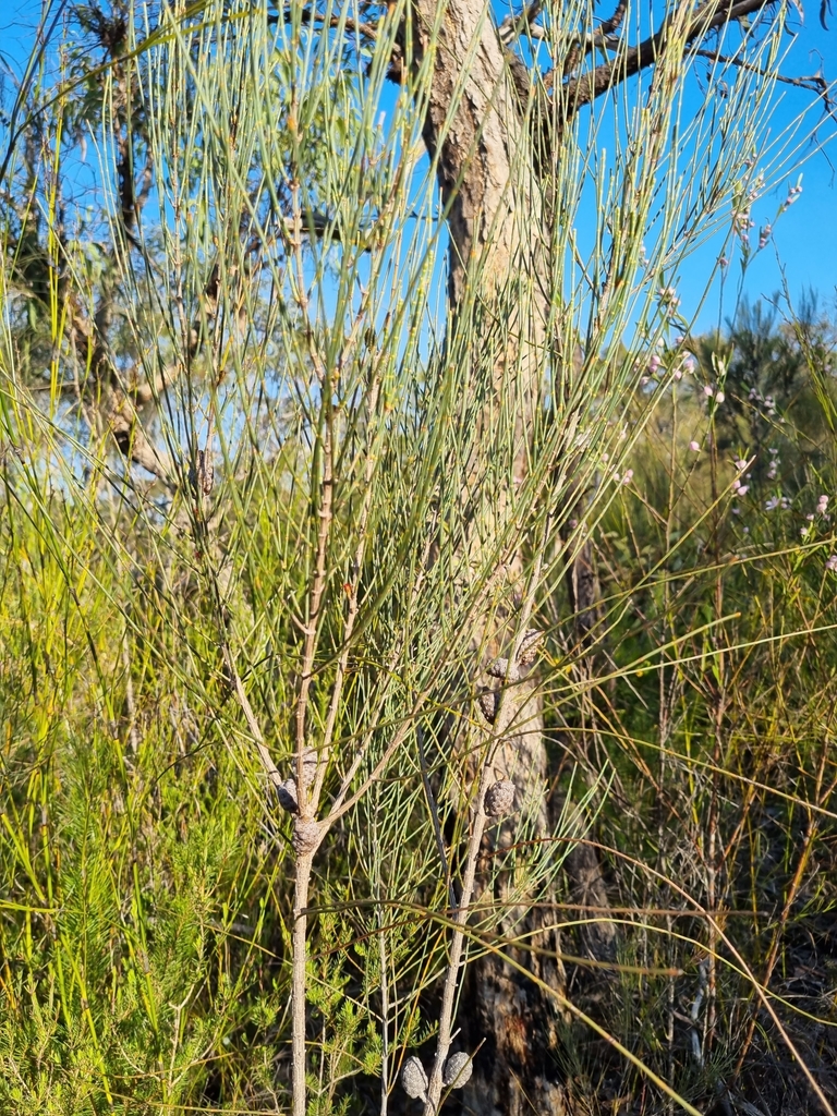 Scrub Sheoak from Hornsby - North, AU-NS, AU on September 10, 2023 at ...