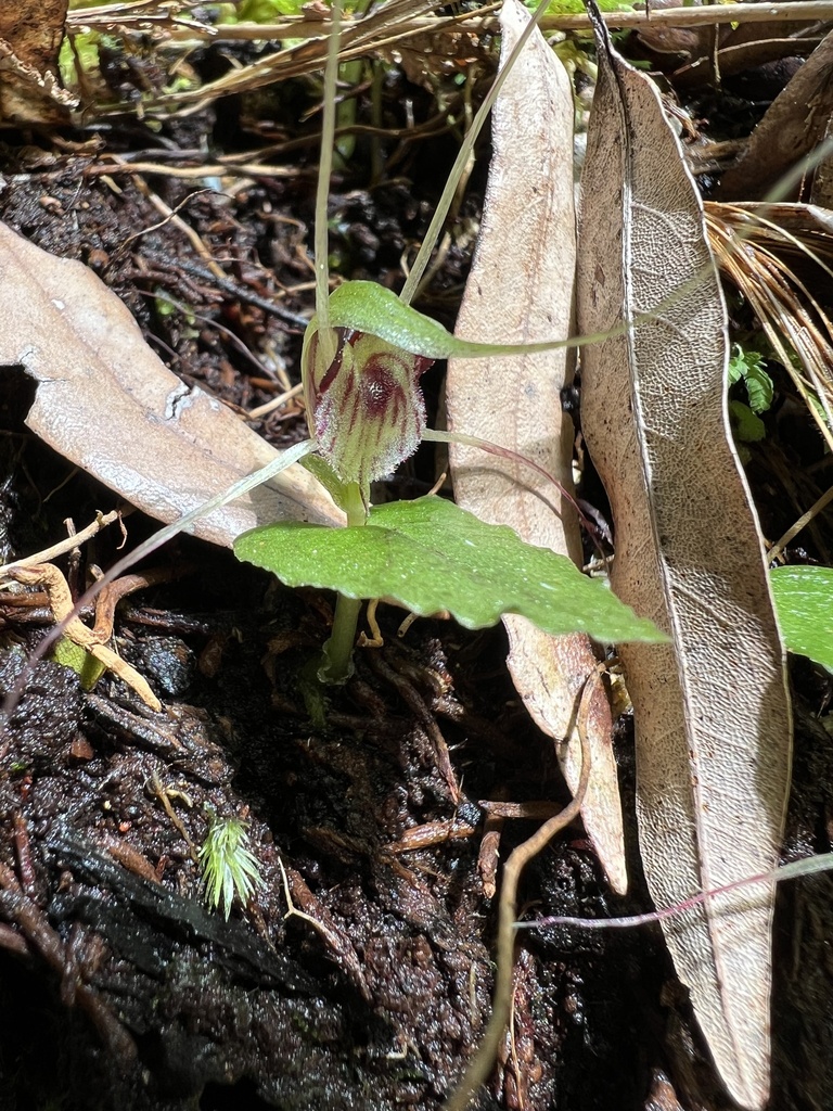 dancing spider orchid from Pureora Forest Park, Pureora, Waikato, NZ on ...