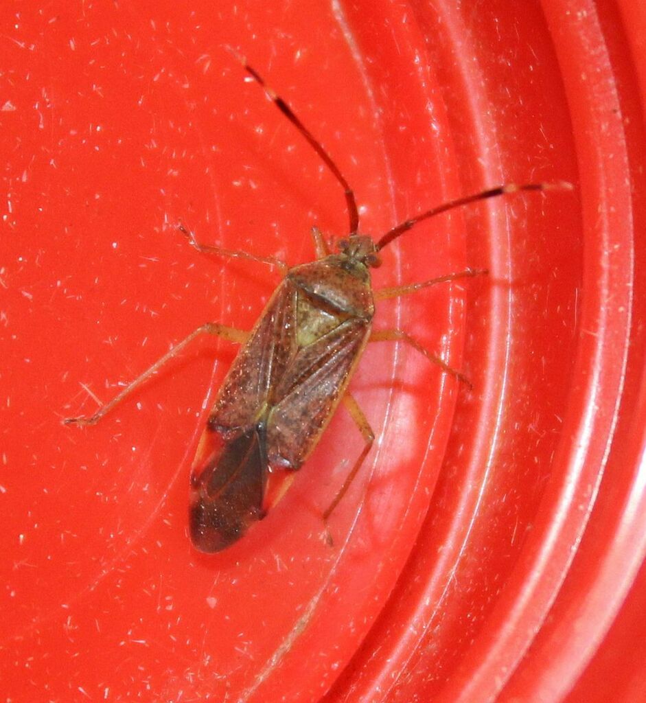 Hazel bug from Netherton, Dudley, UK on September 10, 2023 at 08:02 AM ...