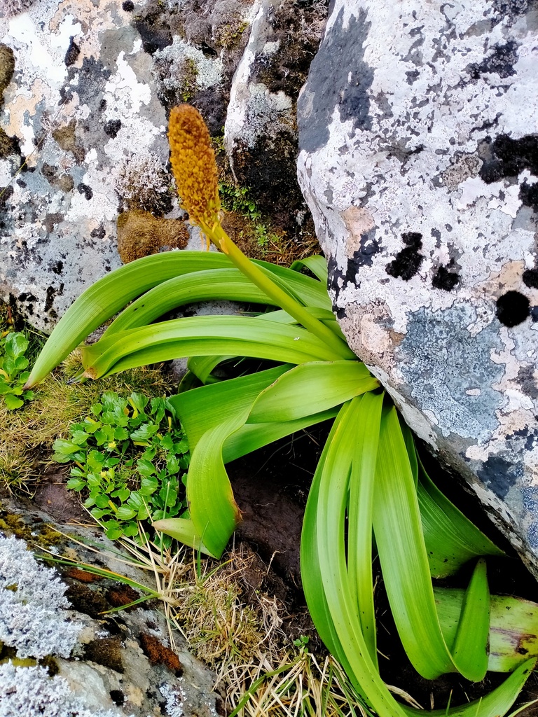 Ross Lily in January 2023 by Heidi Meudt. 2023 Strannik Auckland Island ...