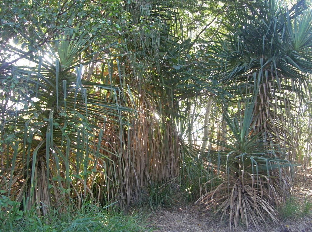 Cook's screw pine from Townsville QLD, Australia on December 21, 2007 ...
