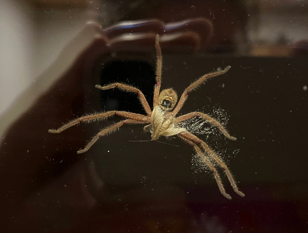 Social Huntsman Spider from Forcett TAS 7173, Australia on March 5 ...