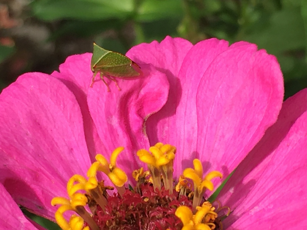 Buffalo Treehopper from Tbilisi, GE on September 9, 2023 at 01:43 PM by ...