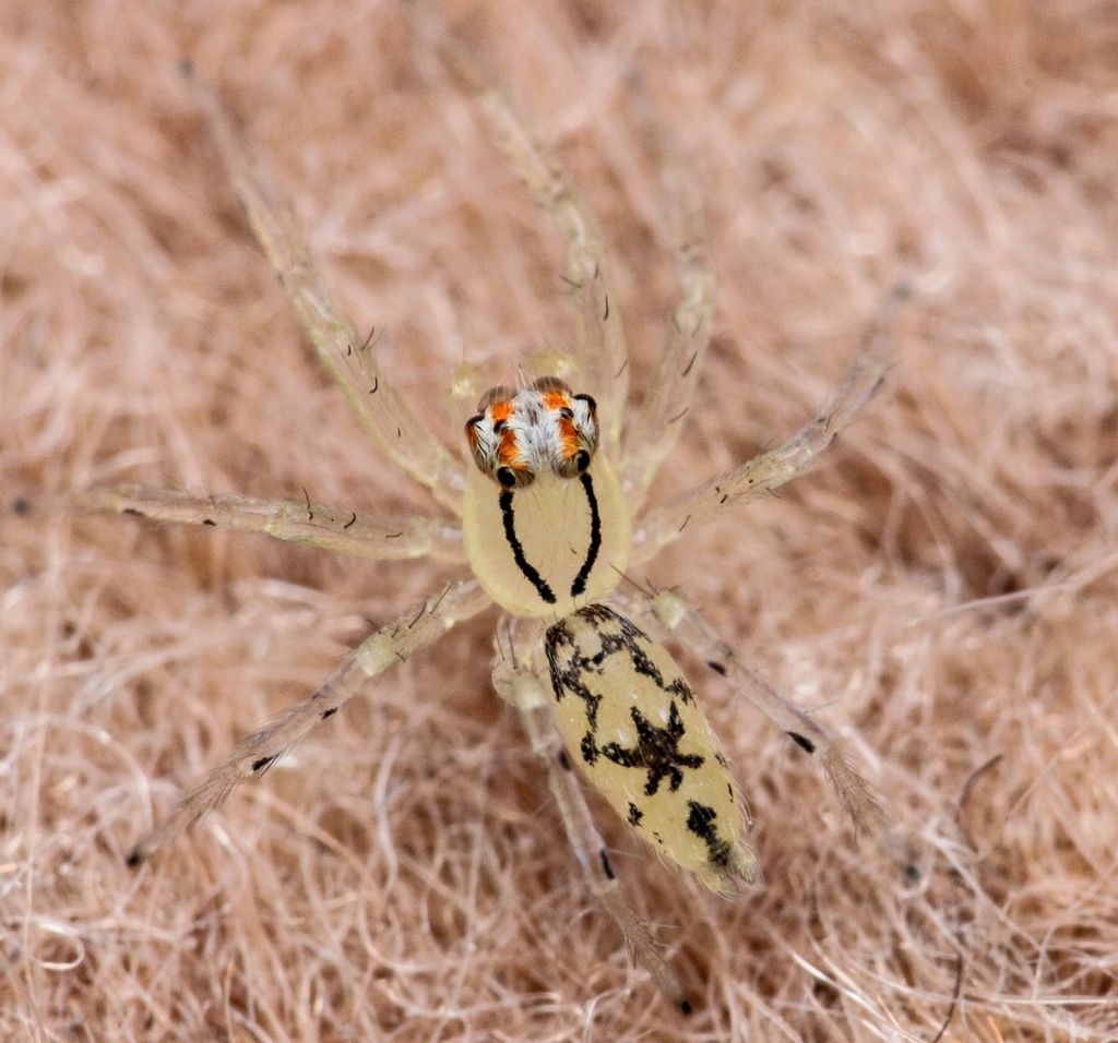 Tailed Jumping Spiders from Christon Bank on September 10, 2023 at 10: ...