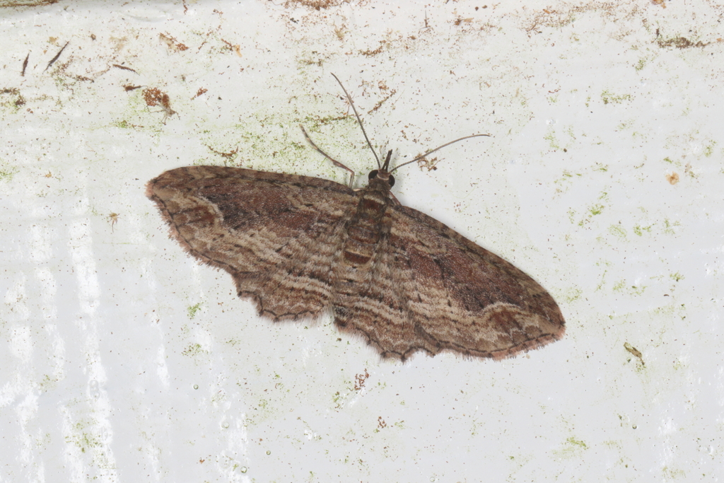 Australian Pug Moth from Belmont, Lower Hutt, New Zealand on August 6 ...