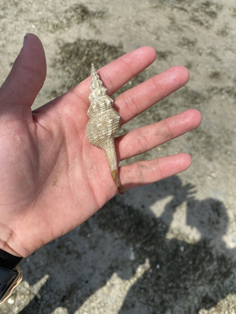 Fusinus from Redland, QLD, Australia on September 10, 2023 at 10:49 AM ...