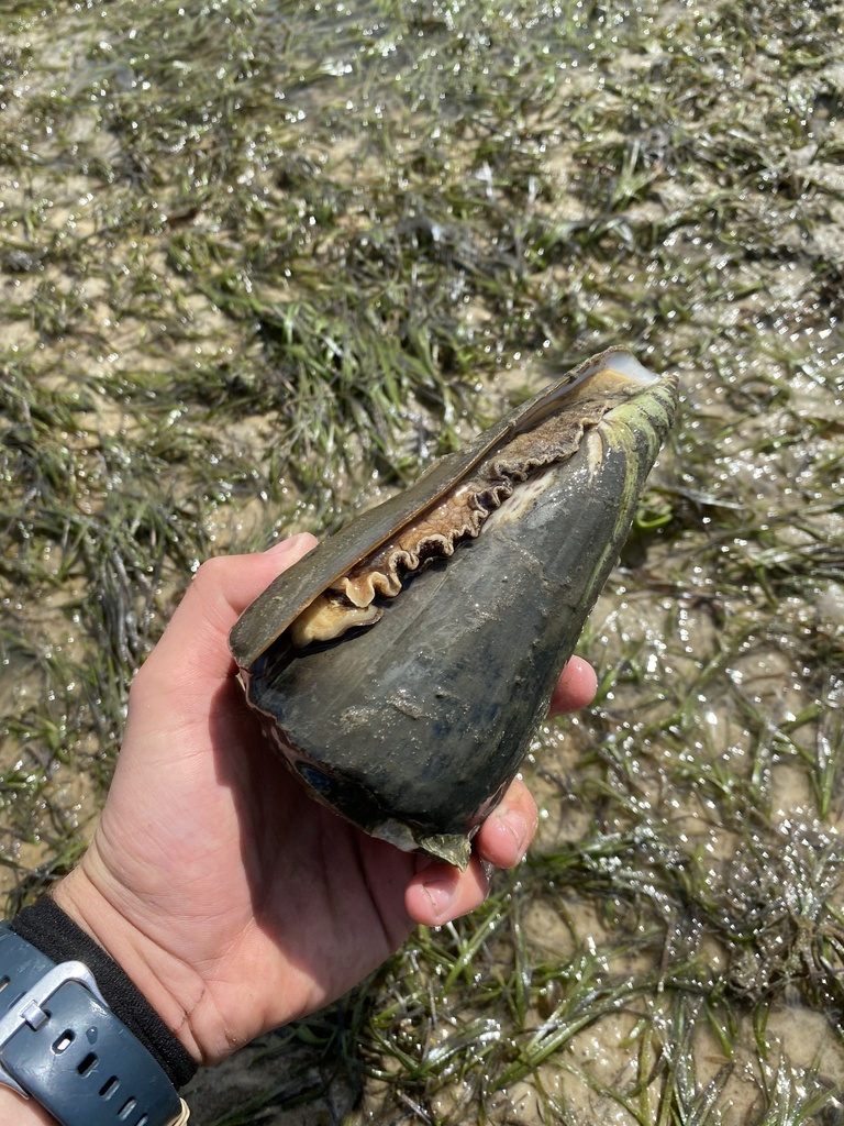 Leopard Cone from Redland, QLD, Australia on September 10, 2023 at 11: ...