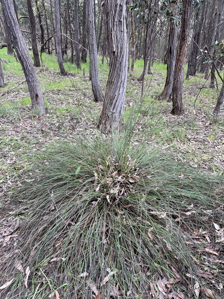 small grass-tree from North Ward, Broadford, VIC, AU on September 10 ...
