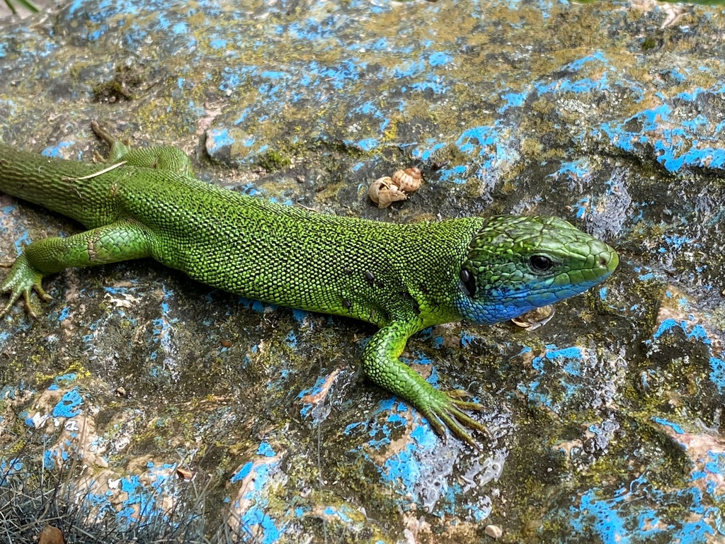 Green Lizard in June 2023 by ccarica · iNaturalist