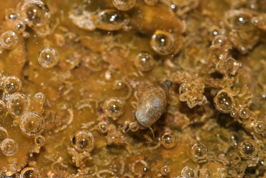 Acute Bladder Snail from 杭州花圃 on September 9, 2023 at 06:47 PM by 燕旭阳 ...