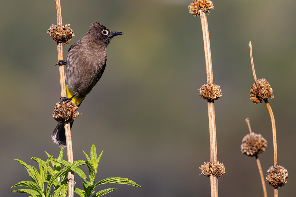 Cape Bulbul from Wynberg NU (2), Cape Town, 7824, South Africa on ...