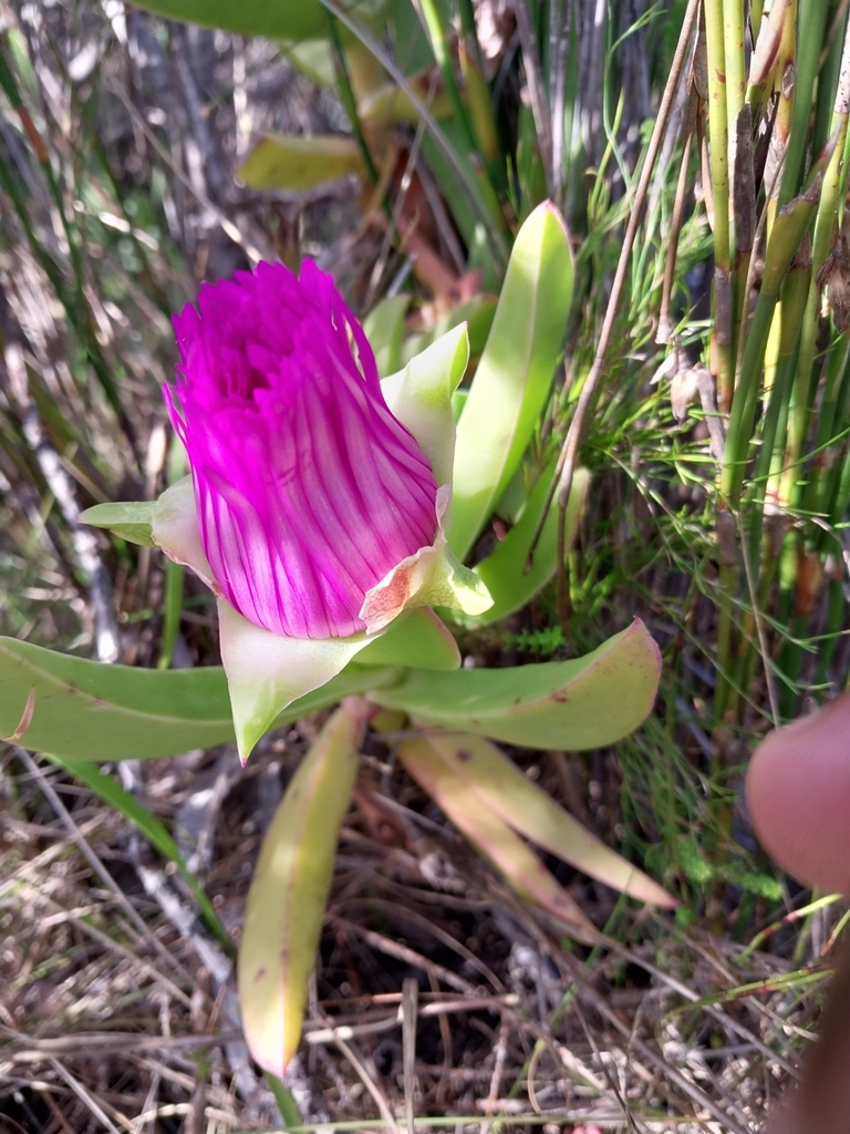 Sally-my-handsome from Overberg, ZA-WC, ZA on September 10, 2023 at 11: ...