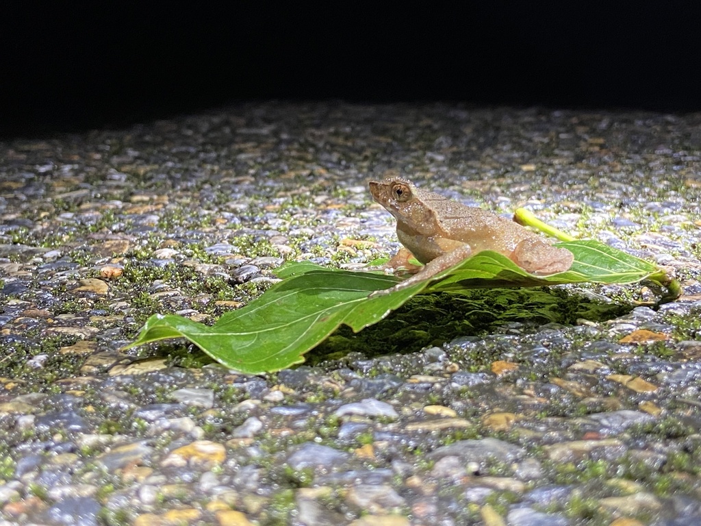 Concave-crowned Horned Toad in September 2023 by Siripannee Supratya ...