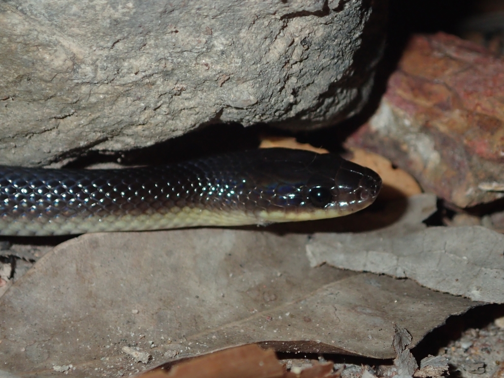 Slaty-grey snake from Leanyer Dr before Killuppa Cres, Leanyer NT 0812 ...