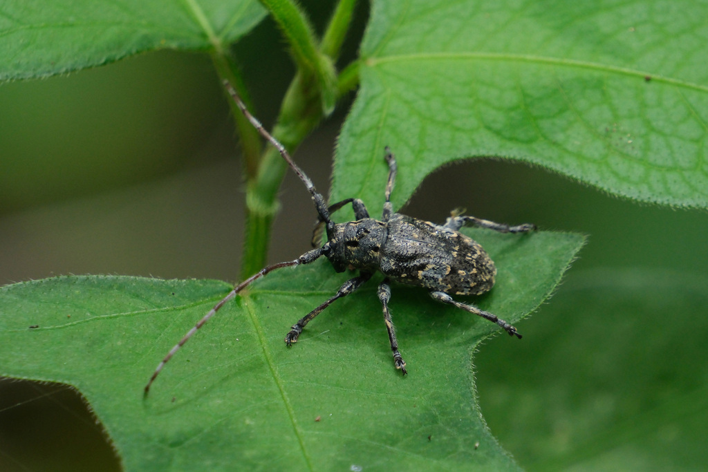 Mesosa myops from г. Владивосток, Приморский край, Россия on August 21 ...