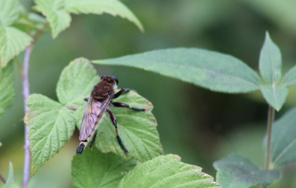 Maroon-legged Lion Fly from Adams County, OH, USA on September 9, 2023 ...