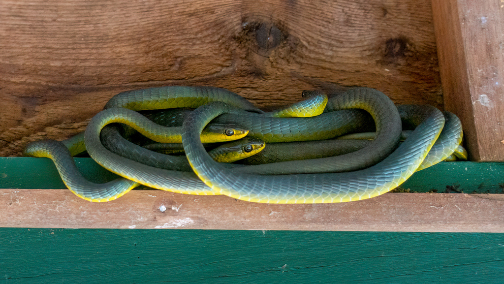 Common Tree Snake in June 2023 by Shanna Bignell. A group of three ...