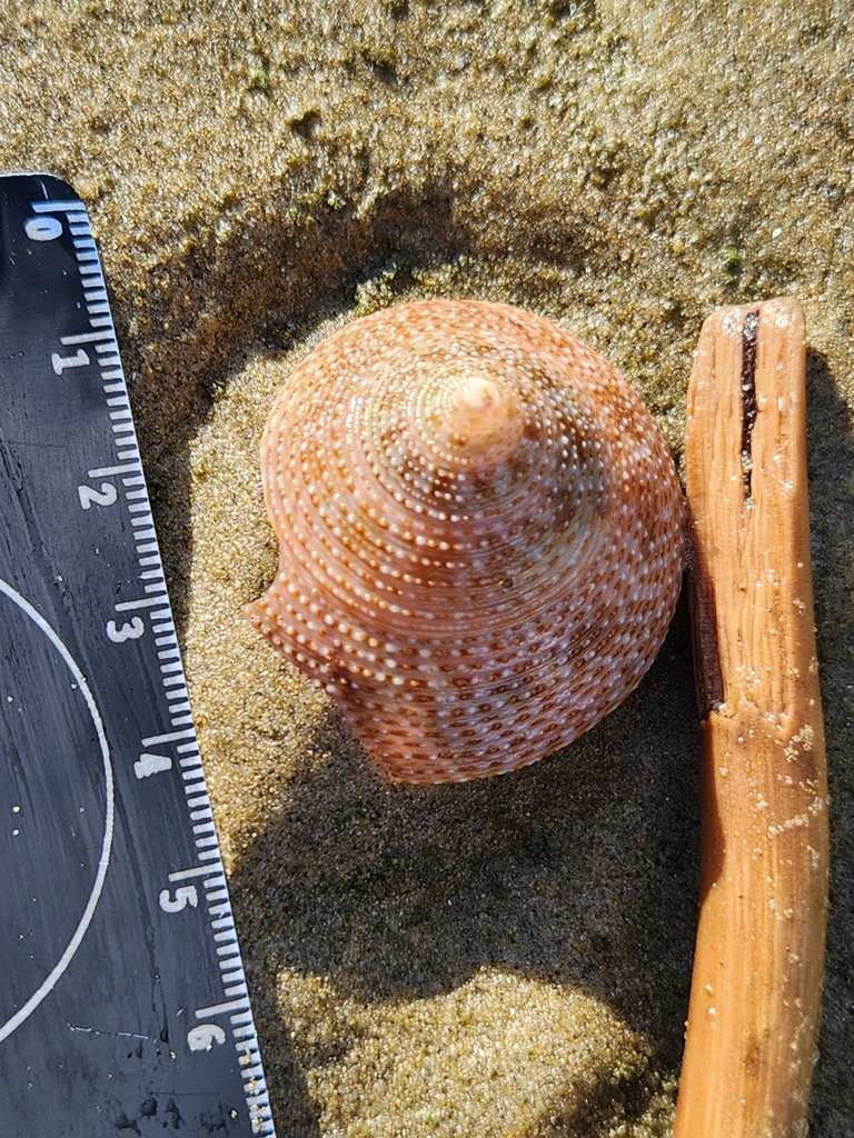 Maurea selecta from Northland, New Zealand on September 10, 2023 at 04:38 PM by glinks ...