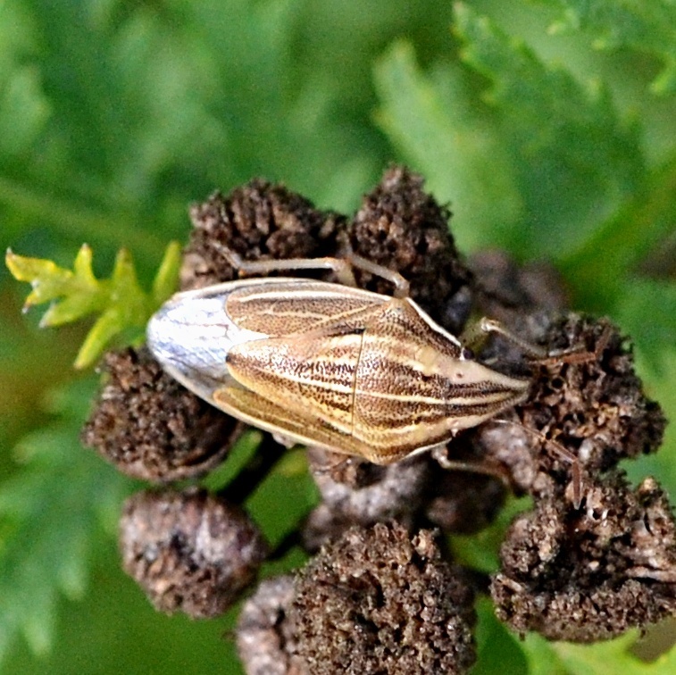 Bishop's Mitre Shield Bug from 293 01 Mladá Boleslav, Česko on ...