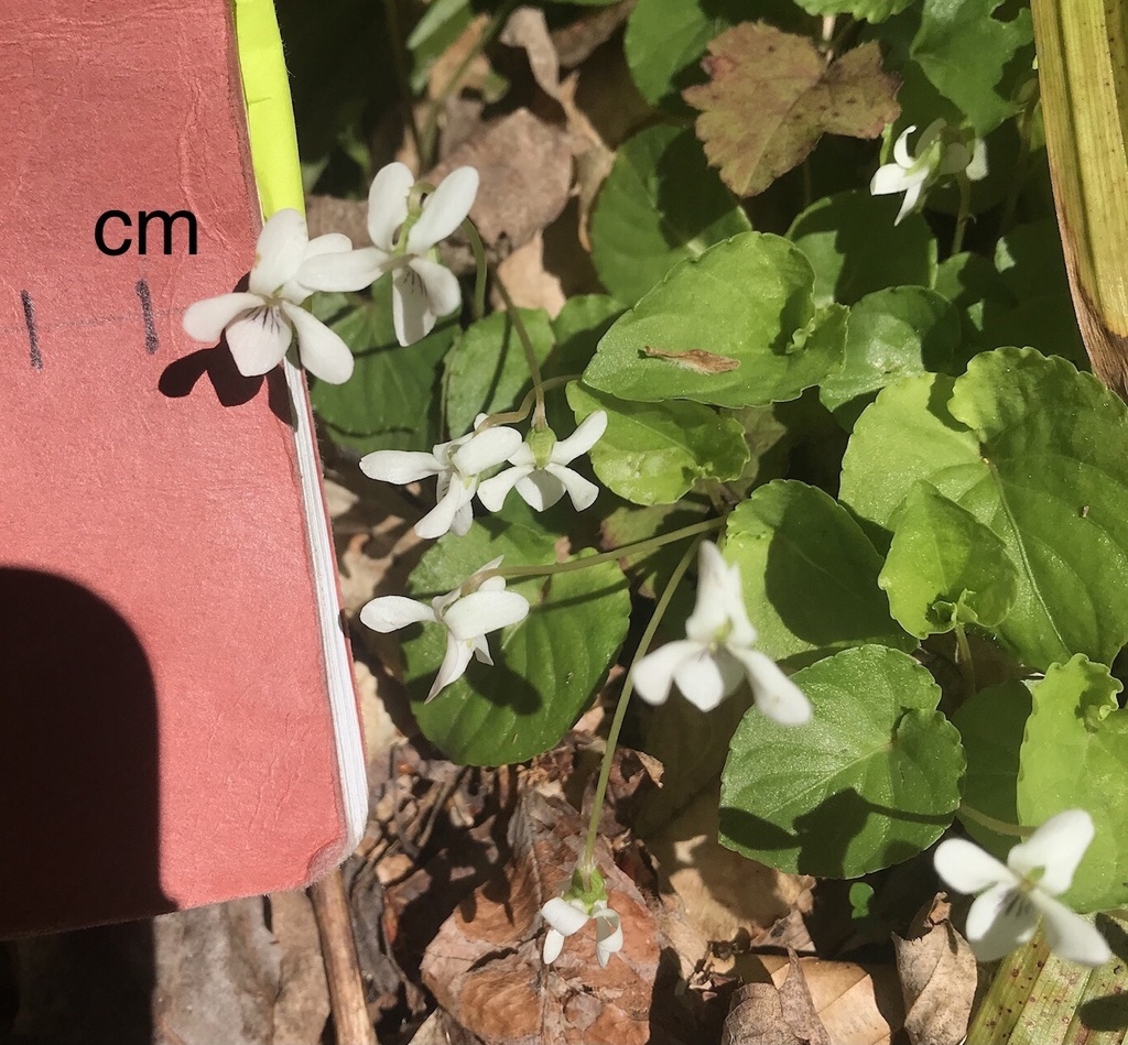 sweet white violet from Marcellus, NY, US on May 6, 2023 at 10:35 AM by ...