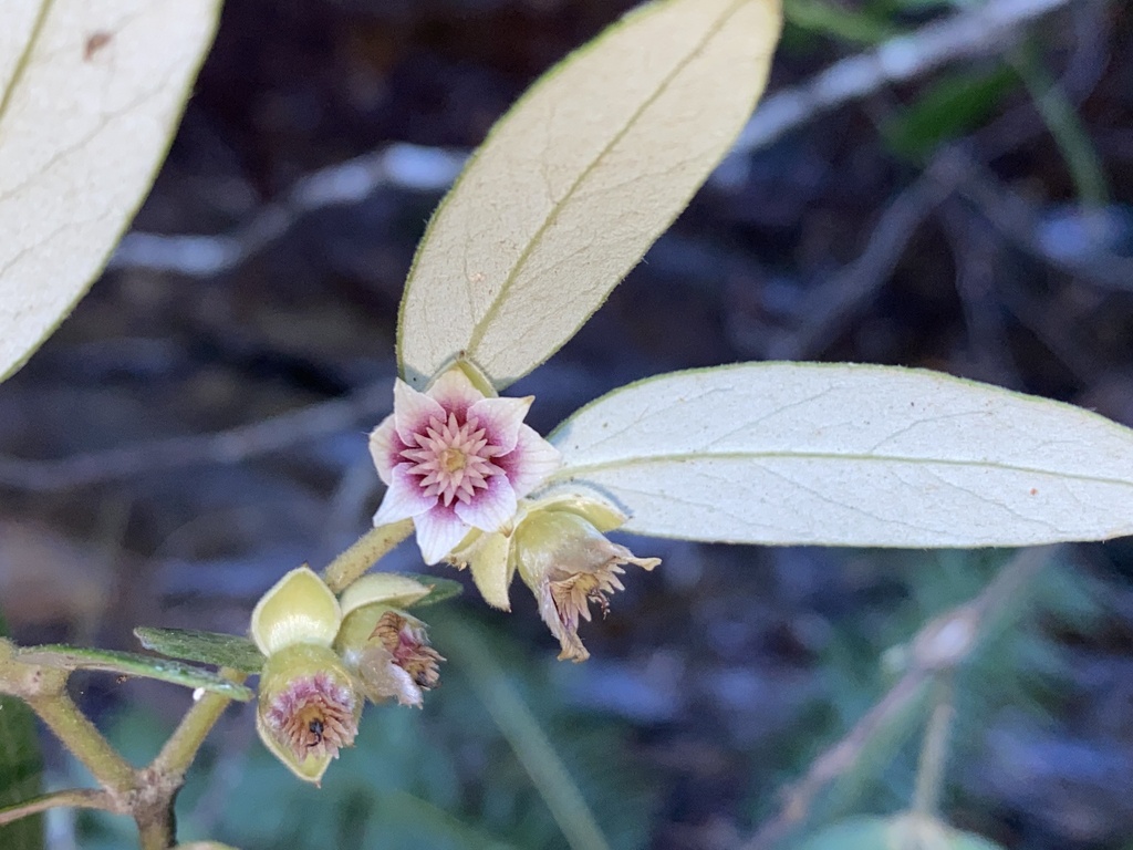 southern sassafras from Blue Mountains National Park, Blue Mountains ...