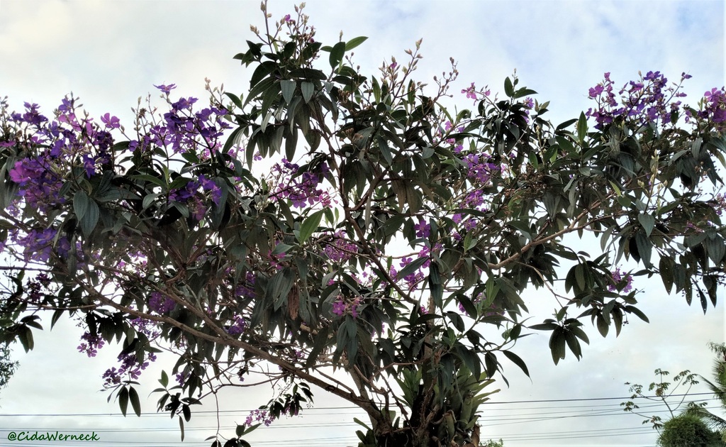 Glory Bush Tree from Guapimirim, RJ, 25940-000 on June 13, 2022 at 04: ...