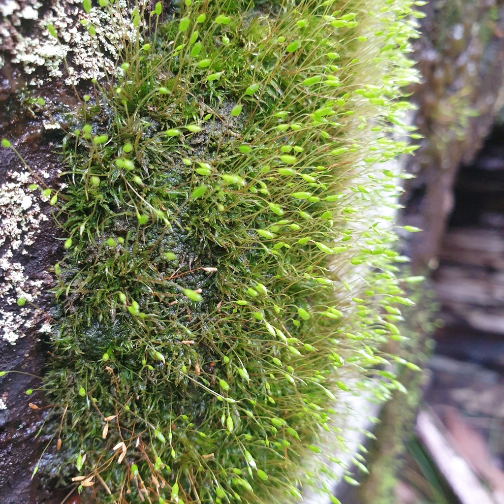 Cape Thread-moss from The Basin VIC 3154, Australia on September 10 ...