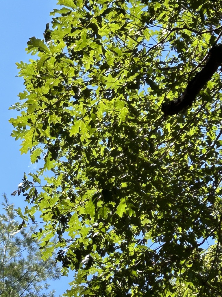white oak from White Rapids Dr, Demorest, GA, US on September 4, 2023 ...