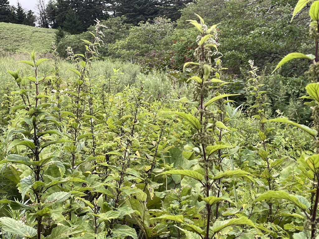 Japanese Nettle from Kuril'skiy rayon, Sakhalin, Russia on August 13 ...