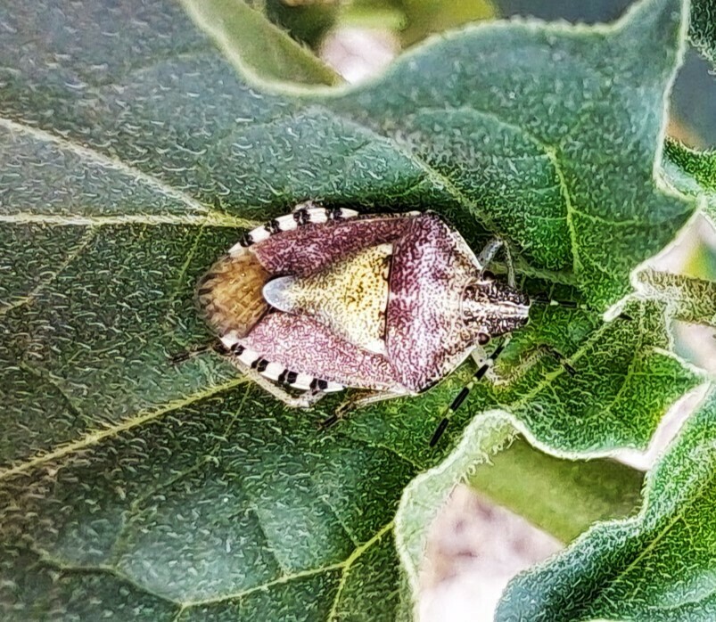 Sloe Bug from Vacarisses, Barcelona (ES) on July 21, 2023 at 11:04 AM ...