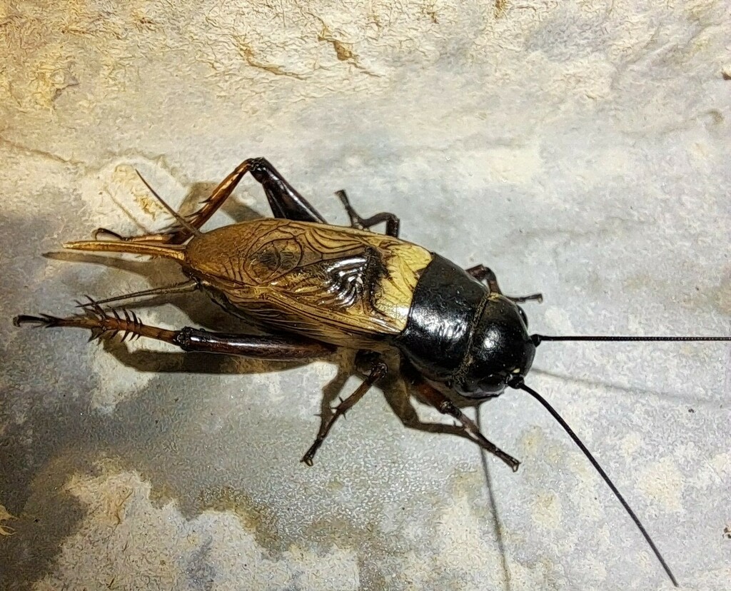 Southern Field Cricket from Vacarisses, Barcelona (ES) on July 5, 2023 ...