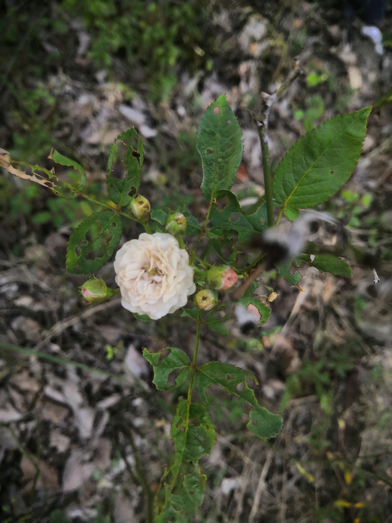 roses by rainbowlkc · iNaturalist