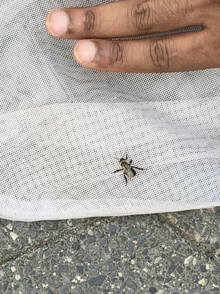 Common Eastern Bumble Bee from Prospect Park, New York, NY, US on ...