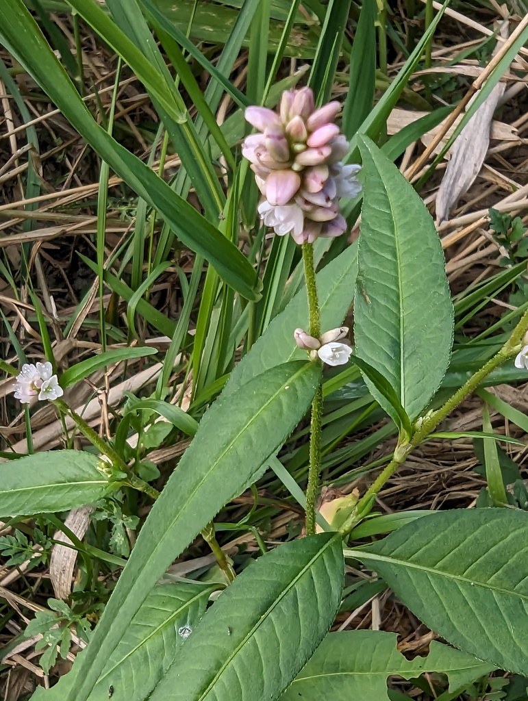pinkweed from Allen County, IN, USA on September 9, 2023 at 04:48 PM by ...