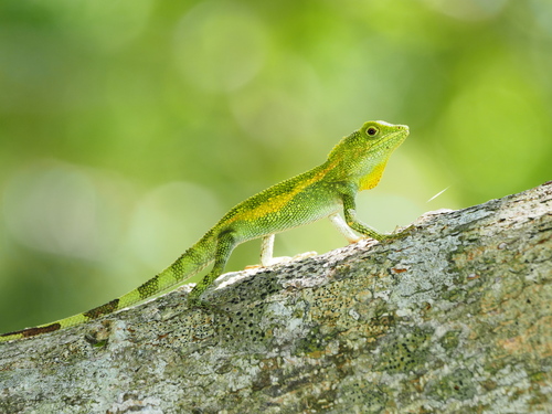Okinawa Tree Lizard (Diploderma polygonatum) - Snakes and Lizards