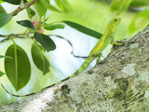 Okinawa Tree Lizard (Diploderma polygonatum) - Snakes and Lizards
