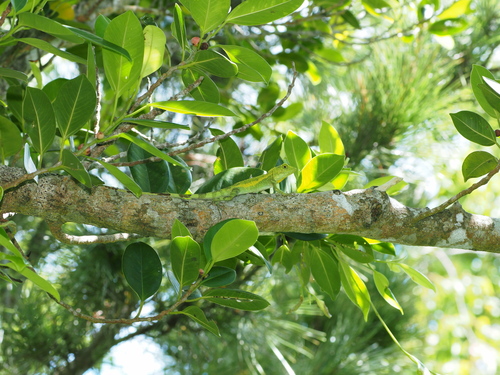 Okinawa Tree Lizard (Diploderma polygonatum) - Snakes and Lizards