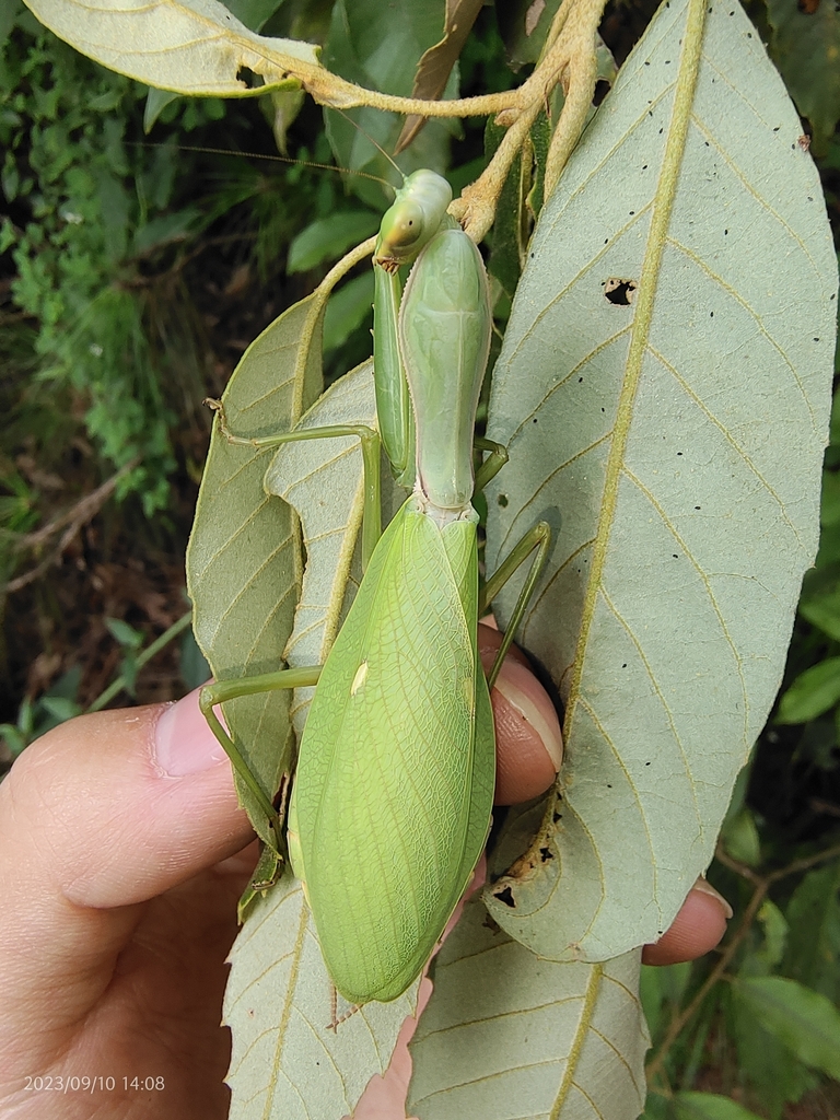 Hierodula chinensis from Kunming, CN-YN, CN on September 10, 2023 at 02 ...