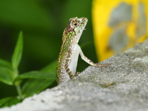 Okinawa Tree Lizard (Diploderma polygonatum) - Snakes and Lizards