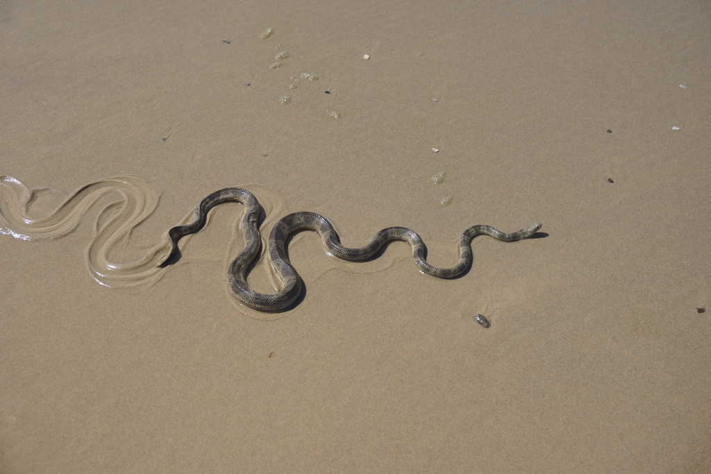 Elegant Sea Snake (Hydrophis elegans) - Snakes and Lizards