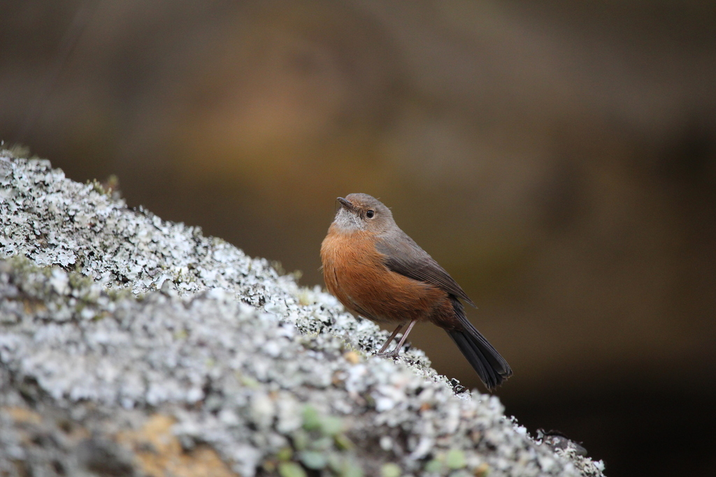 Rockwarbler from Turill NSW 2850, Australia on September 10, 2023 at 12 ...