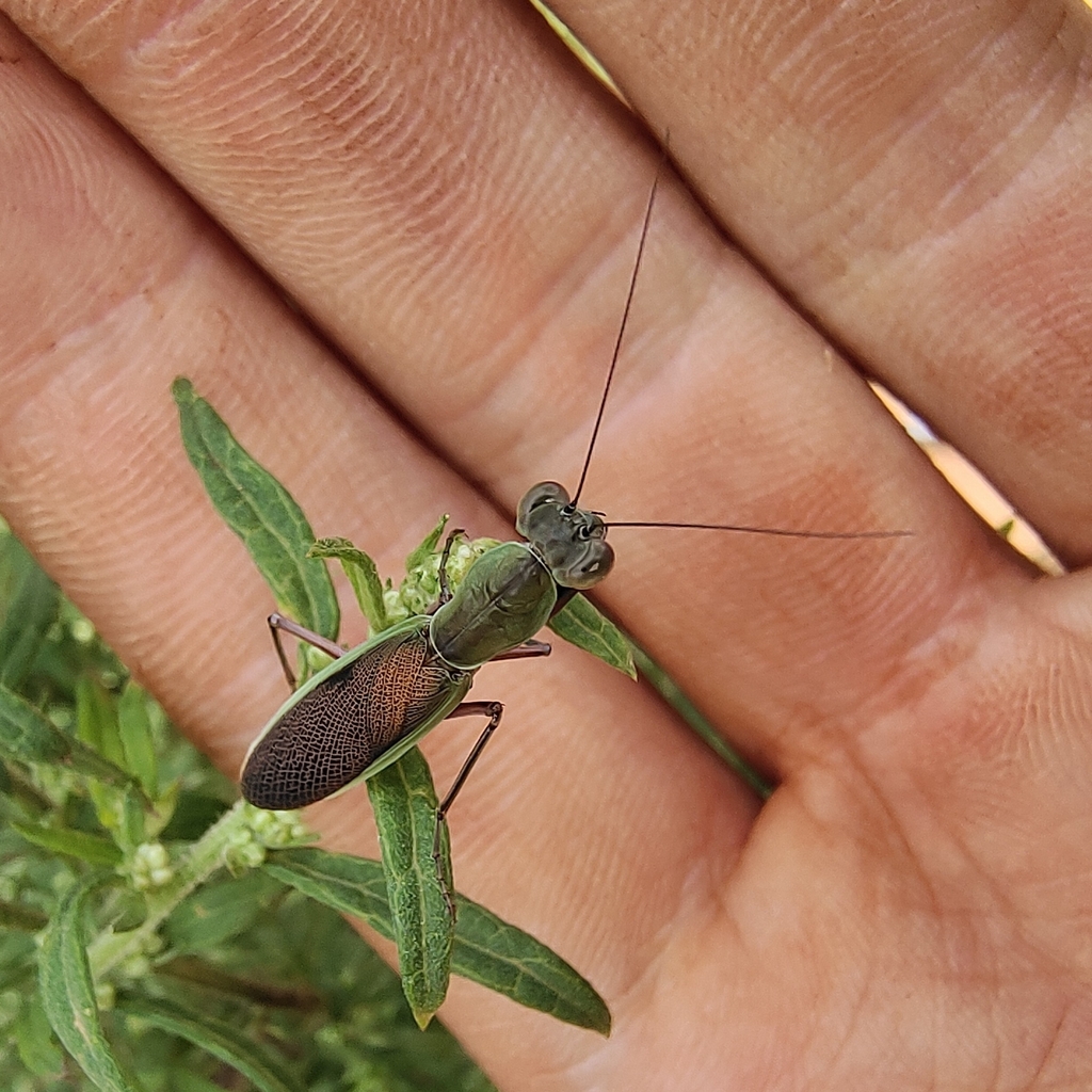Odontomantis monticola from Kunming, CN-YN, CN on September 10, 2023 at ...