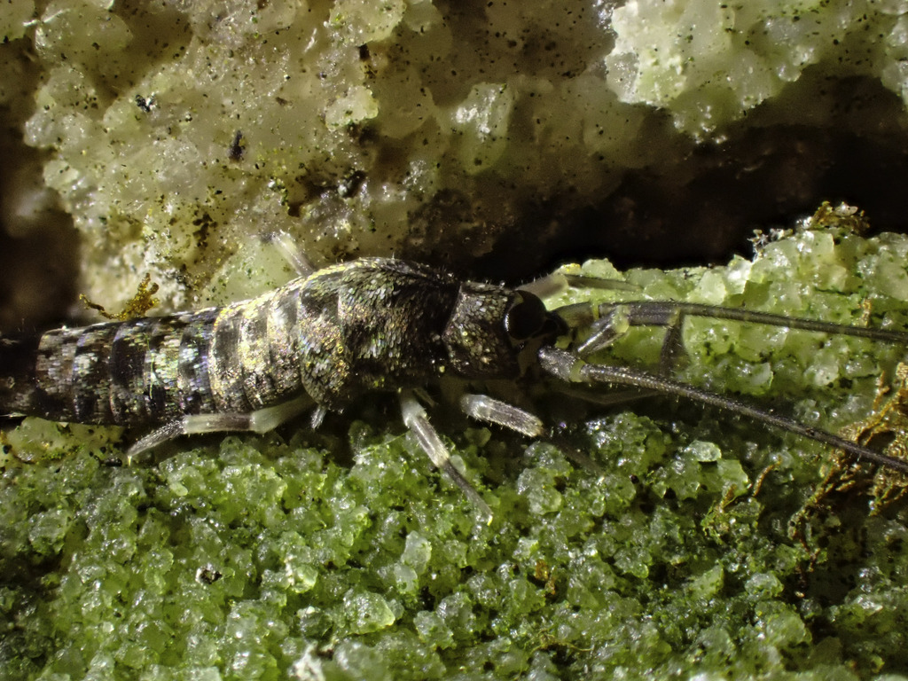 Machiloides in September 2023 by Peter Swart. Ronan's Well Cave ...