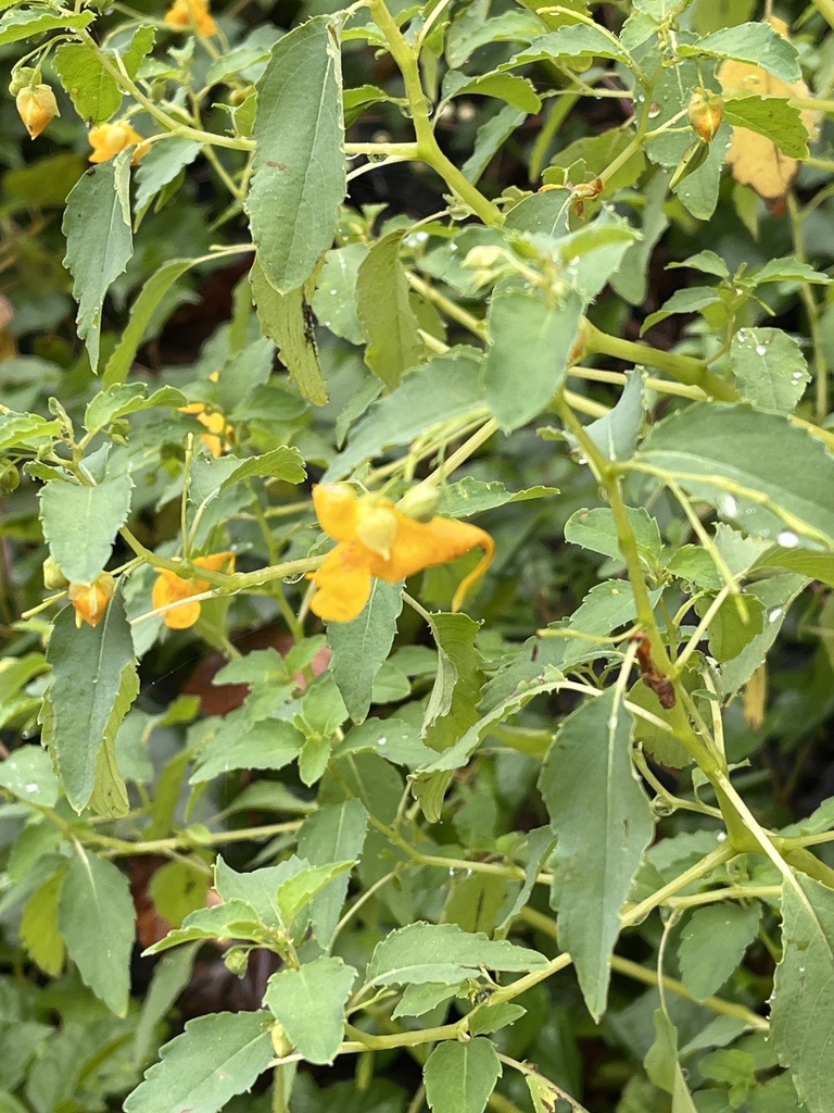 common jewelweed from I-495 N, Oxon Hill, MD, US on September 10, 2023 ...