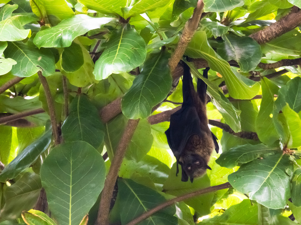 Formosan Flying Fox in July 2023 by abujudy · iNaturalist