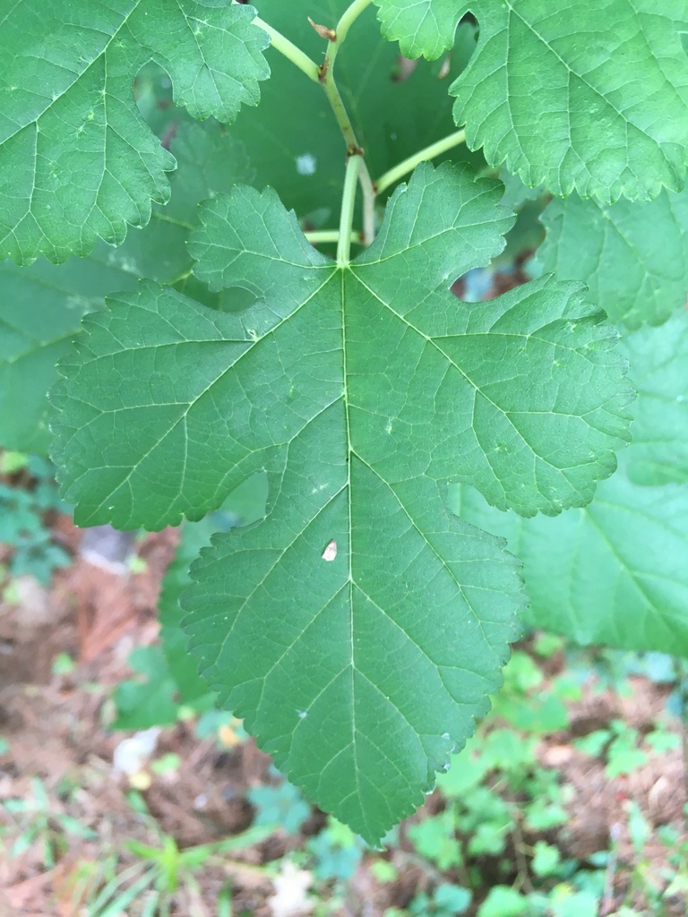 white mulberry from Fayette Dr, Schenectady, NY, US on September 10 ...